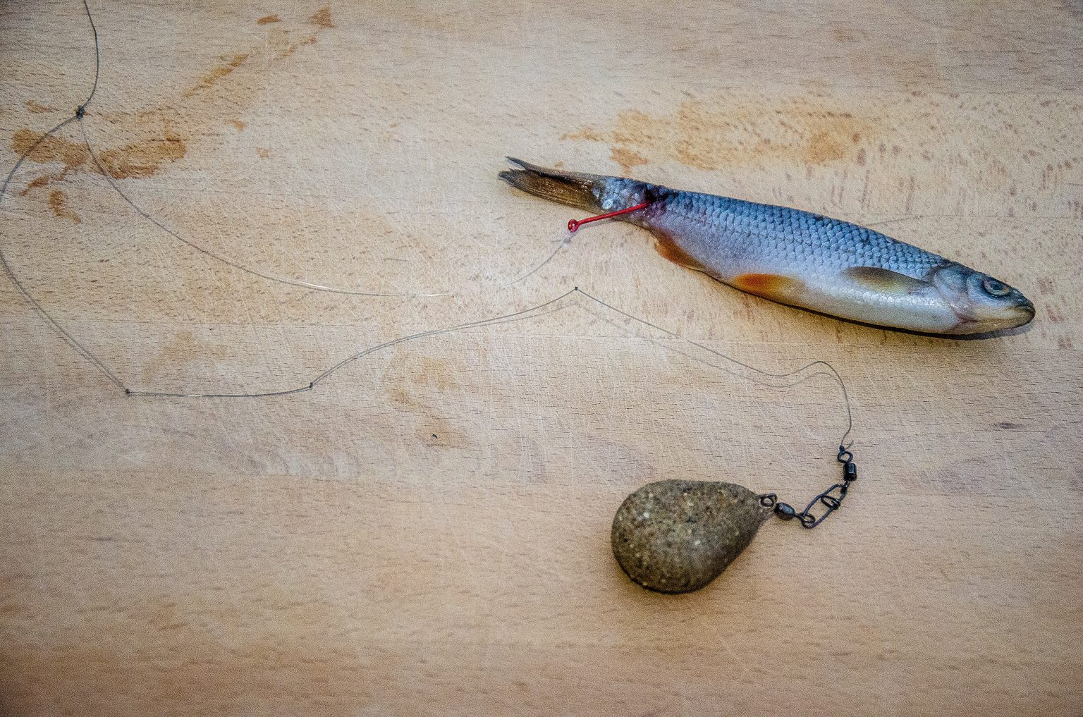 Dags att meta lake - Svenskt Fiske