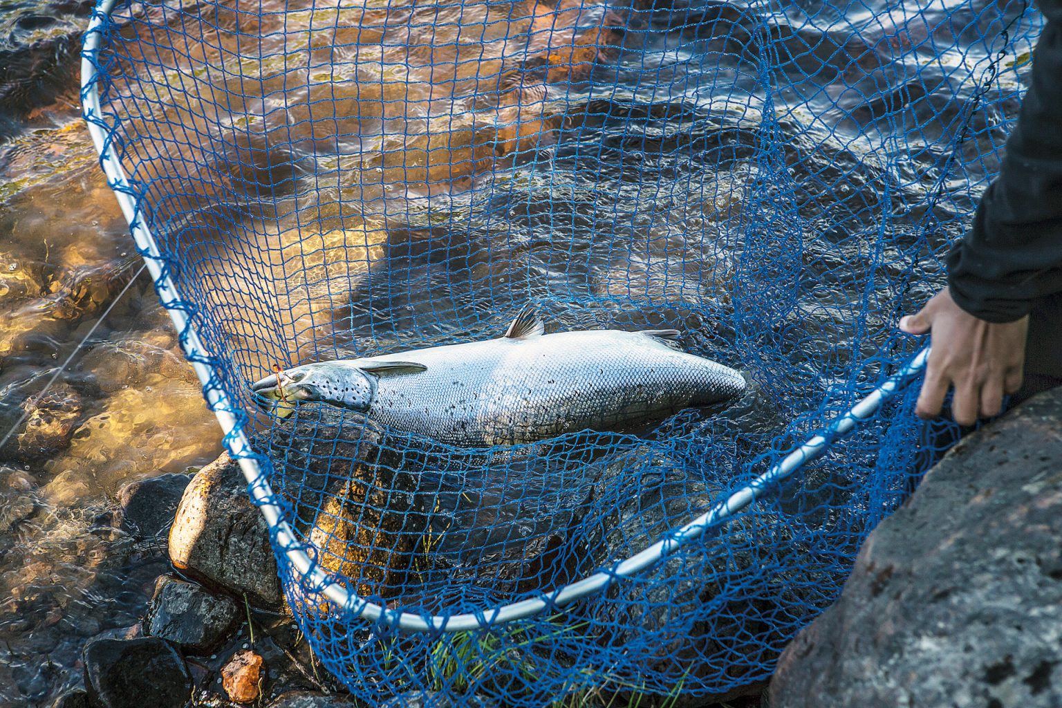 Fiska Lax i Byskeälven - Svenskt Fiske