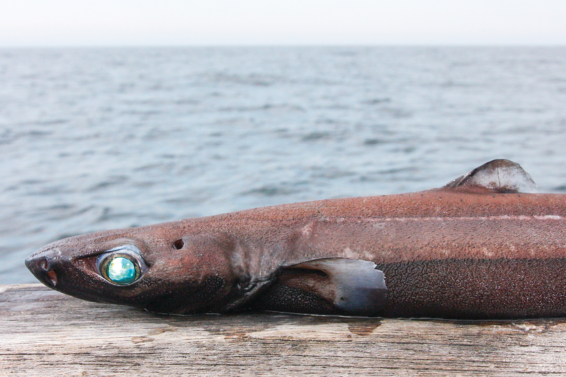 Havsfiske på Skagerrak - Svenskt Fiske