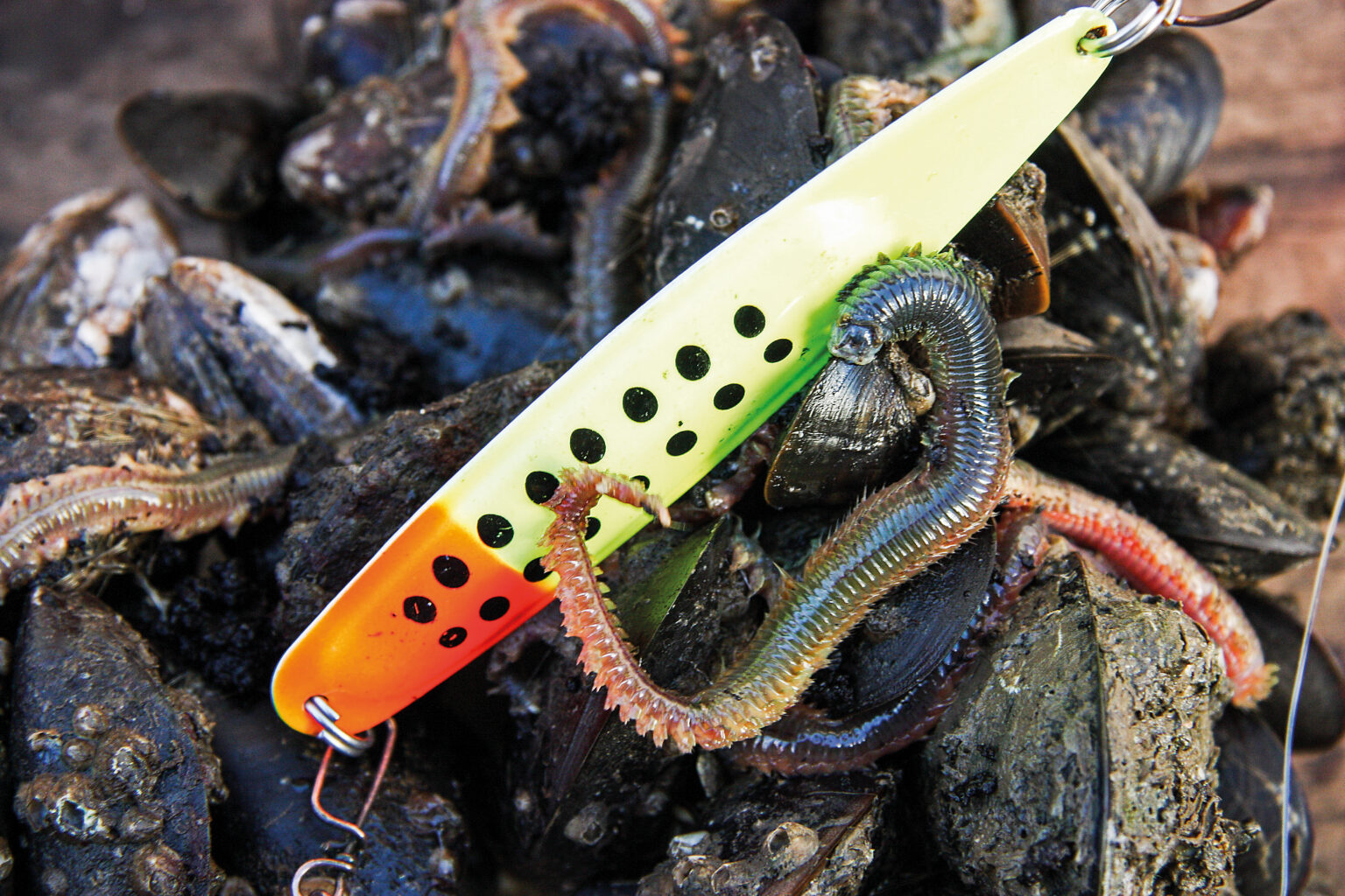 Fiska plattfisk på hösten - Svenskt Fiske