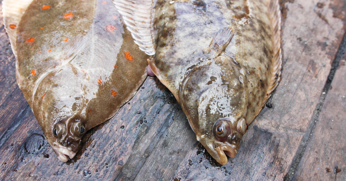 Fiska plattfisk på hösten - Svenskt Fiske