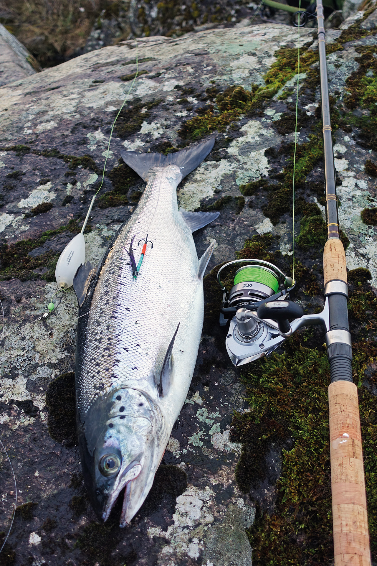 Fiska lax från land i Vättern - Svenskt Fiske