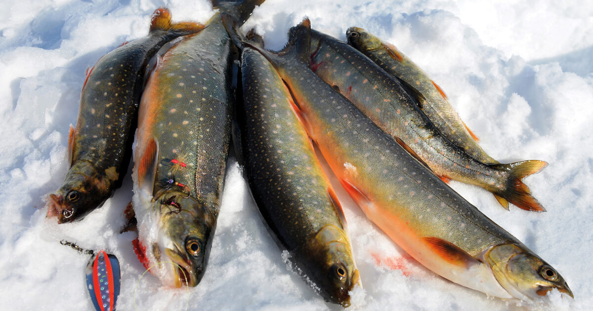 Pimpelfiske efter röding - Svenskt Fiske