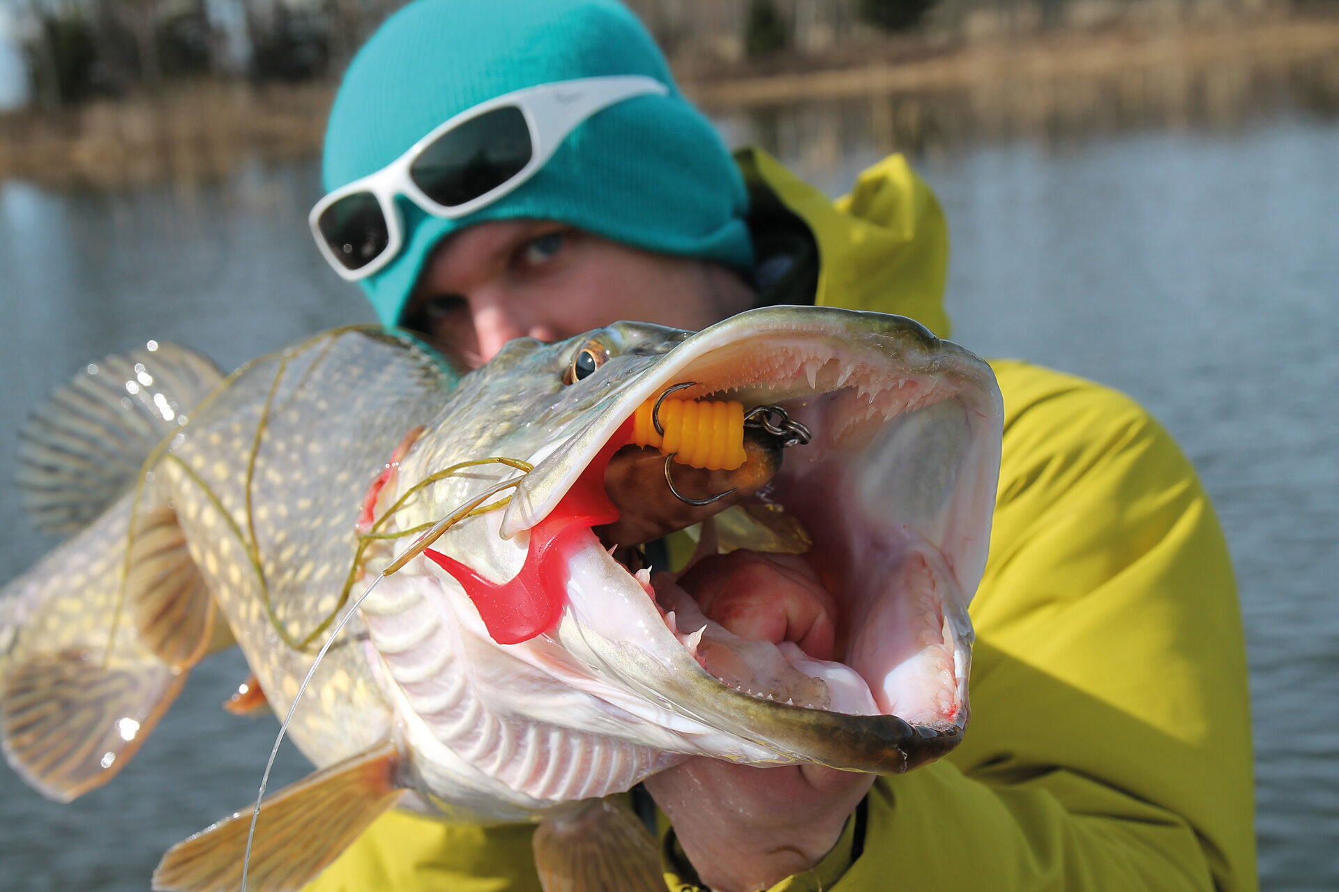 Giftiga fiskar i svenska vatten - Svenskt Fiske