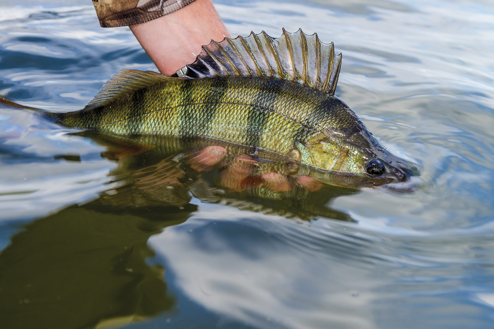 Lär dig om abborren - Svenskt Fiske