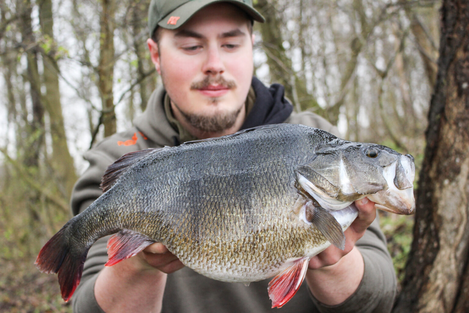 Lär dig om abborren - Svenskt Fiske